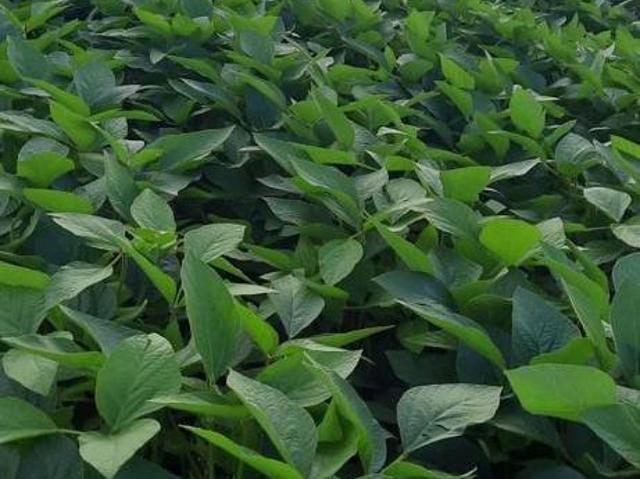 Fazenda para venda em Centro, Comendador Gomes
