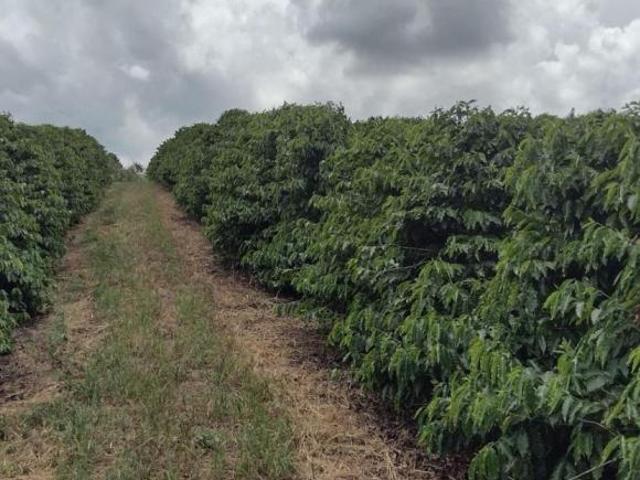 Fazenda para venda em Centro, Conceição do Rio Verde
