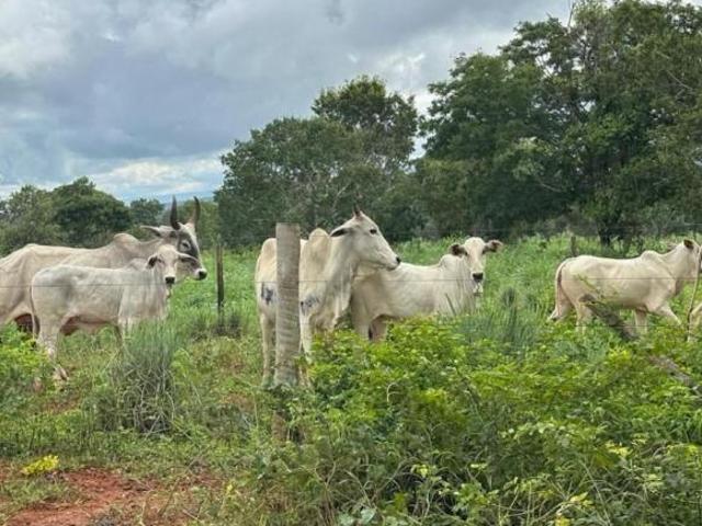 Fazenda para venda em Centro, Corinto