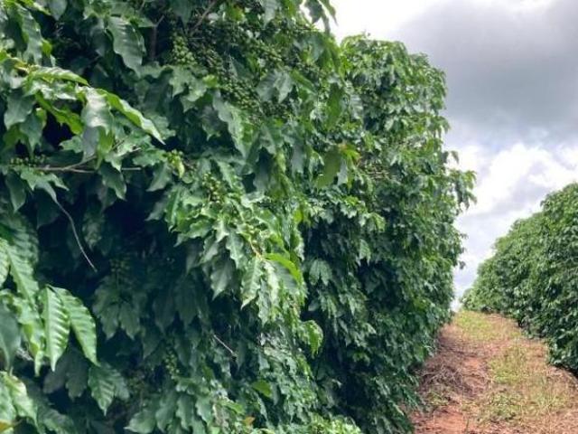 Fazenda para venda em Centro, Cristais