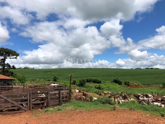 Fazenda para venda em Centro, Faxinal