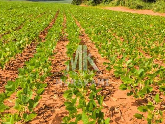 Fazenda para venda em Centro, Florestópolis
