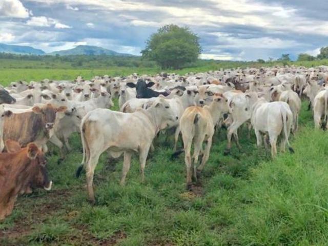 Fazenda para venda em Centro, Formosa
