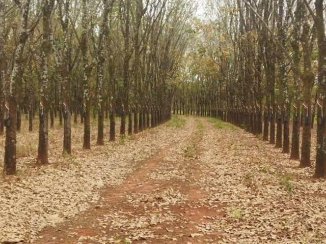 Fazenda para venda em Centro, Frutal