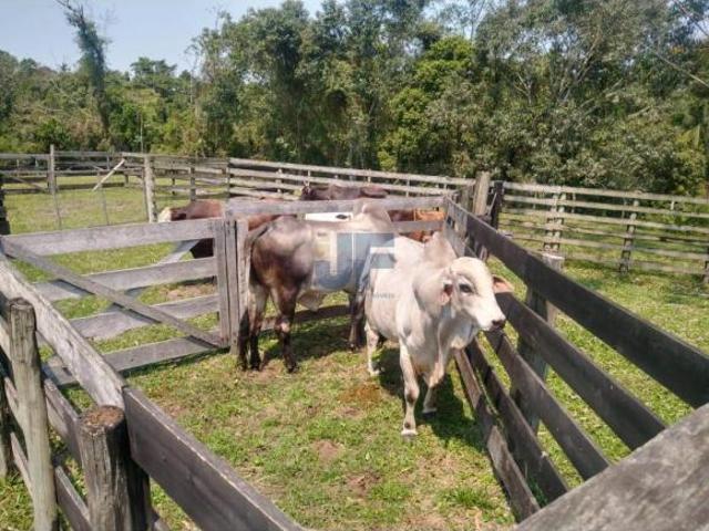 Fazenda para venda em Centro, Guarapuava