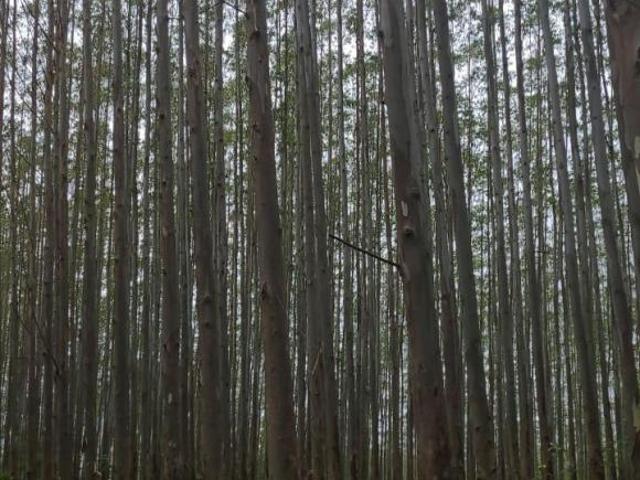 Fazenda para venda em Centro, Guaratinguetá