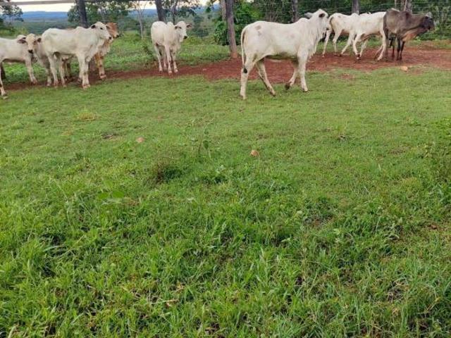 Fazenda para venda em Centro, General Carneiro