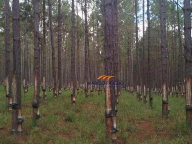 Fazenda para venda em Centro, Itaí