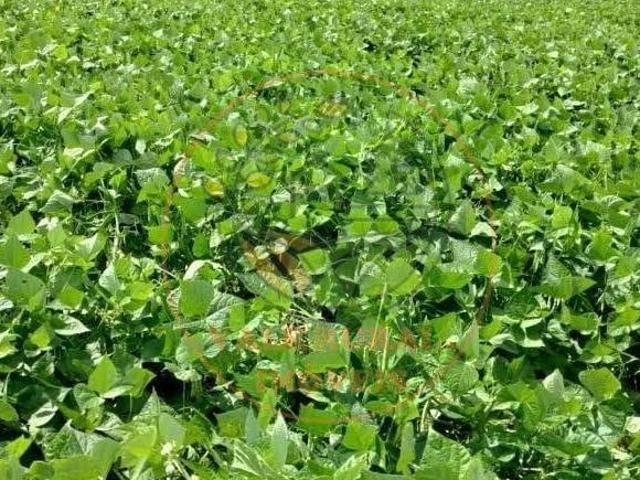 Fazenda para venda em Centro, Jussara