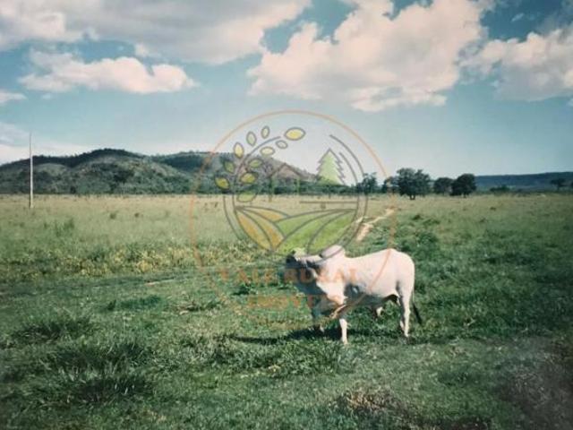 Fazenda para venda em Centro, João Pinheiro