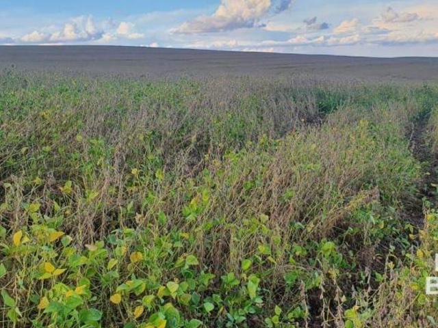 Fazenda para venda em Centro, Londrina