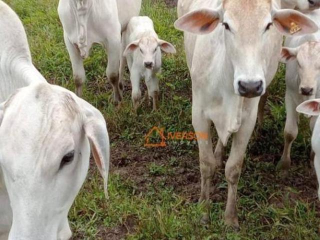 Fazenda para venda em Centro, Pariquera Açu