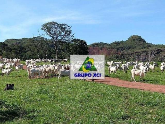 Fazenda para venda em Centro, Pedra Preta