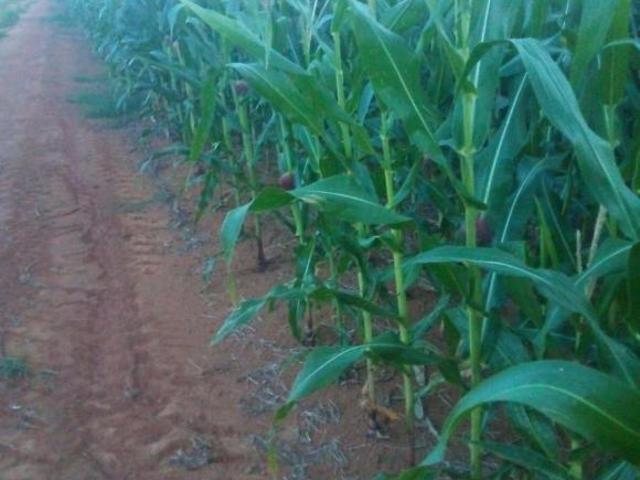 Fazenda para venda em Centro, Peixoto de Azevedo