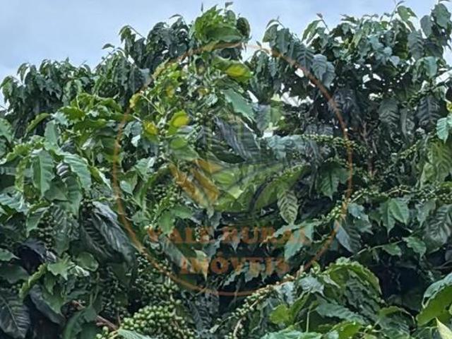 Fazenda para venda em Centro, Piumhi