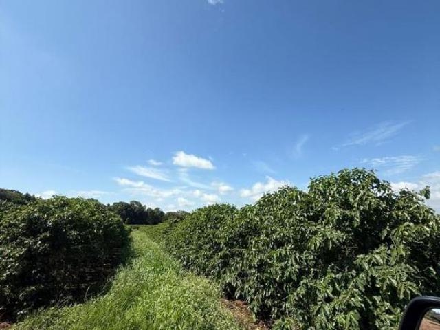 Fazenda para venda em Centro, Piumhi