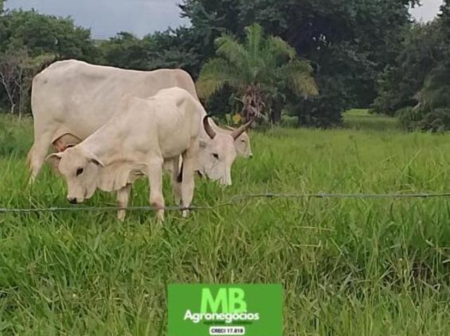 Fazenda para venda em Centro, Poconé