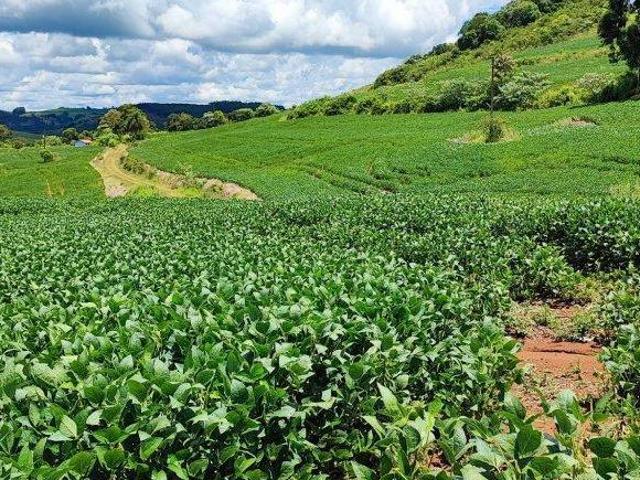 Fazenda para venda em Centro, Renascença