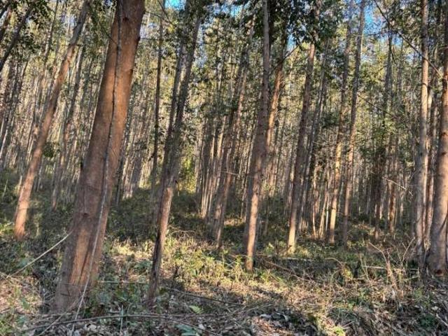 Fazenda para venda em Centro, Ribeirão Branco
