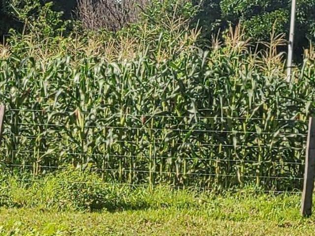 Fazenda para venda em Centro, Rosário Oeste