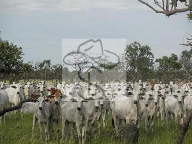 Fazenda para venda em Centro, São Félix do Araguaia