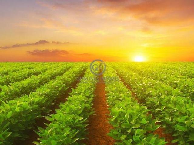 Fazenda para venda em Centro, São Félix do Araguaia