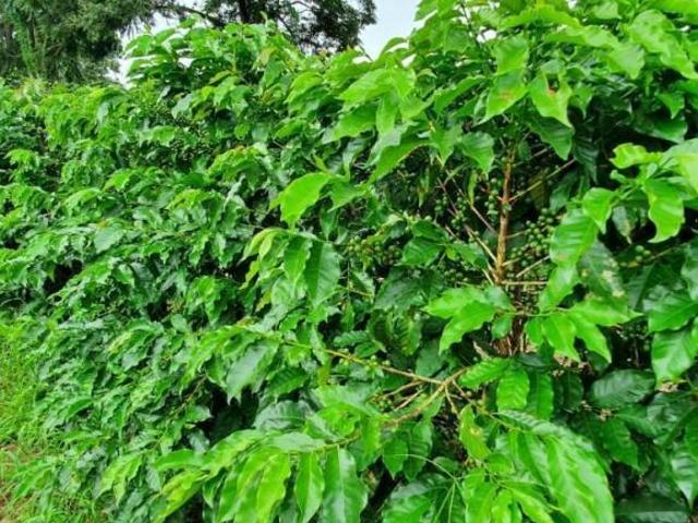 Fazenda para venda em Centro, Santana da Vargem
