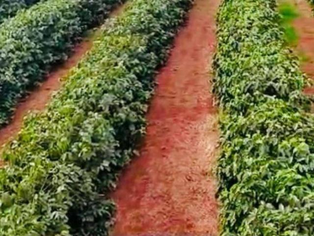 Fazenda para venda em Centro, Santo Antônio da Platina