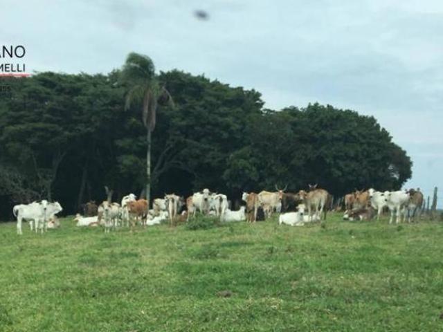 Fazenda para venda em Centro, Tuiuti