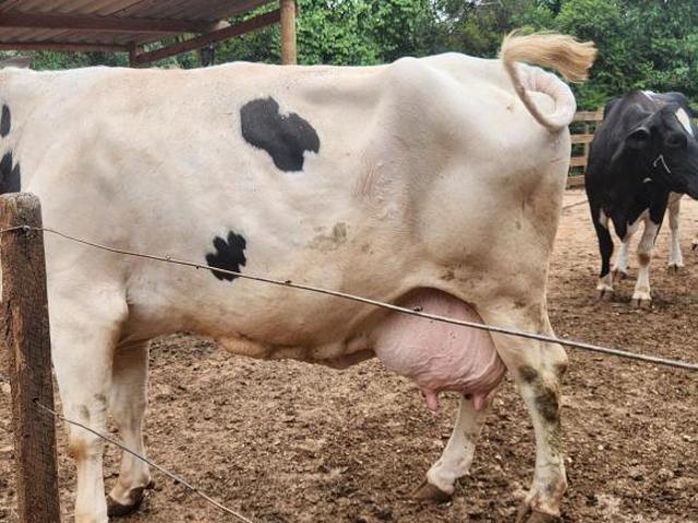 Fazenda para venda em Centro, Turvolândia