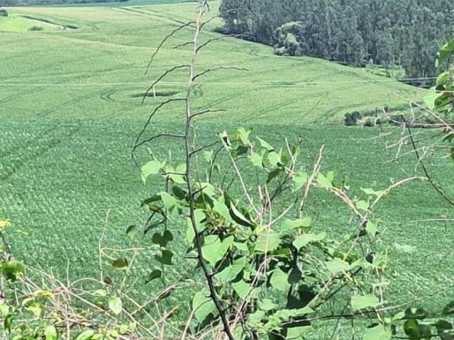 Fazenda para venda em Centro, Turvolândia