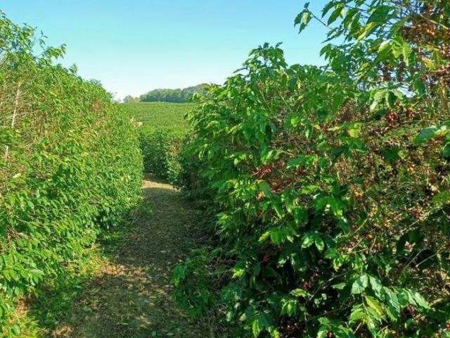 Fazenda para venda em Centro, Três Corações