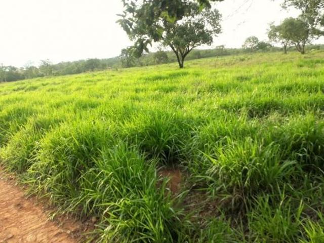 Fazenda para venda em Centro, Três Marias
