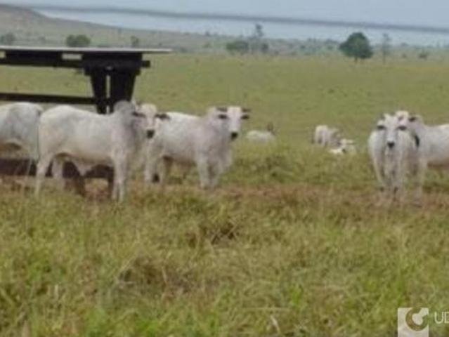 Fazenda para venda em Centro, Uberlândia