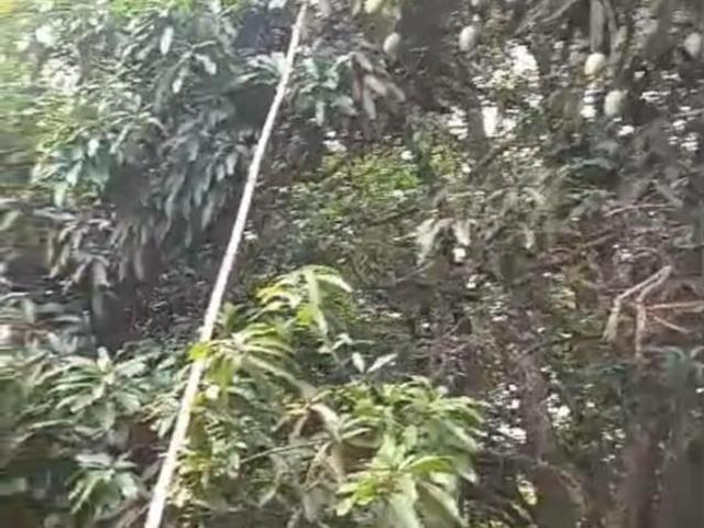 Fazenda para venda em Centro, Uberlândia
