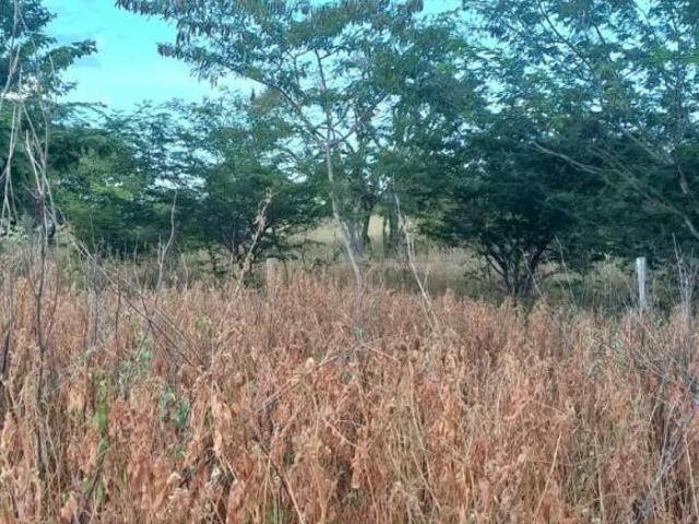 Fazenda para venda em Centro, Verdelândia