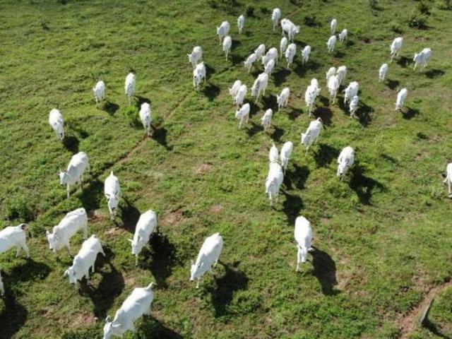 Fazenda para Venda em Chapada dos Guimarães