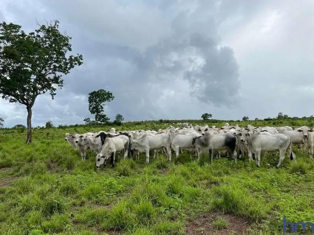 Fazenda para Venda em Cristalândia/TO Zona Rural