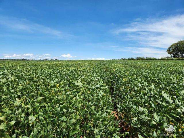 Fazenda para Venda em Cristalina/GO Centro 1 Quartos