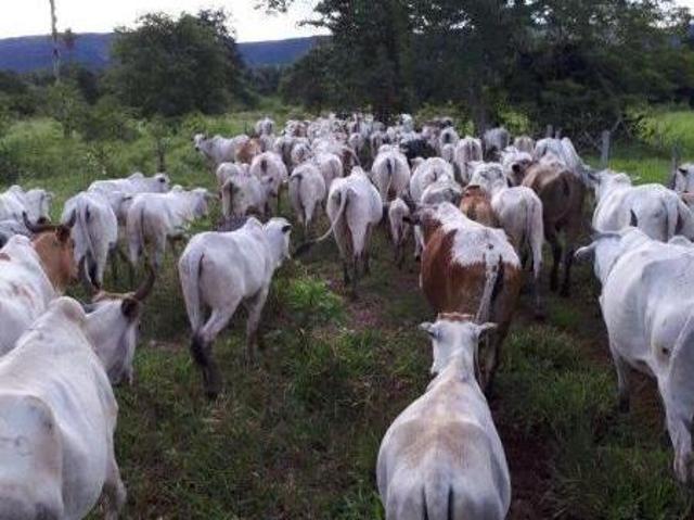 Fazenda para venda em Cuiabá