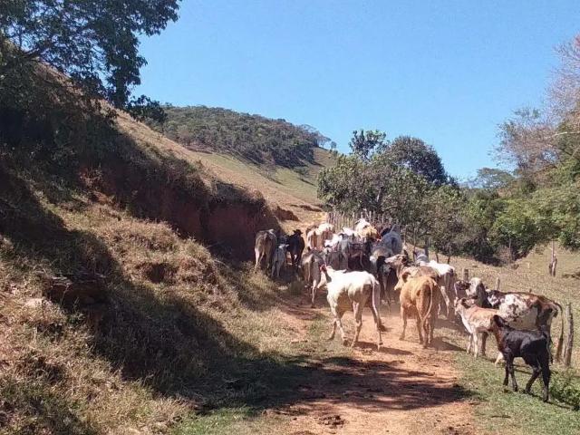 Fazenda para Venda em Cunha/SP Centro 4 Quartos