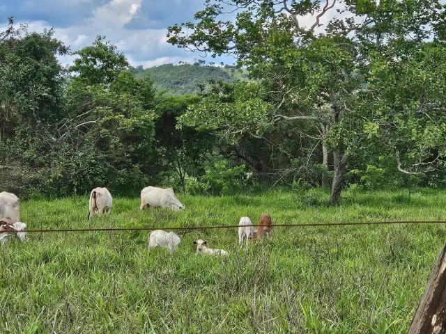 Fazenda para Venda em Curvelo/MG Centro