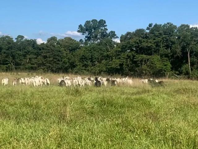Fazenda para Venda em Curvelo/MG Zona Rural
