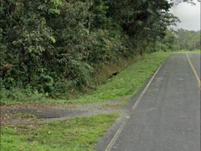 Fazenda para venda em Antonina