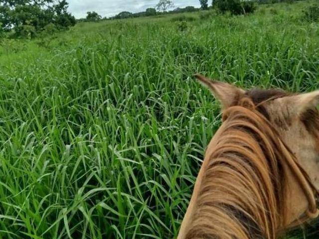 Fazenda para Venda em Abaeté, Zona Rural