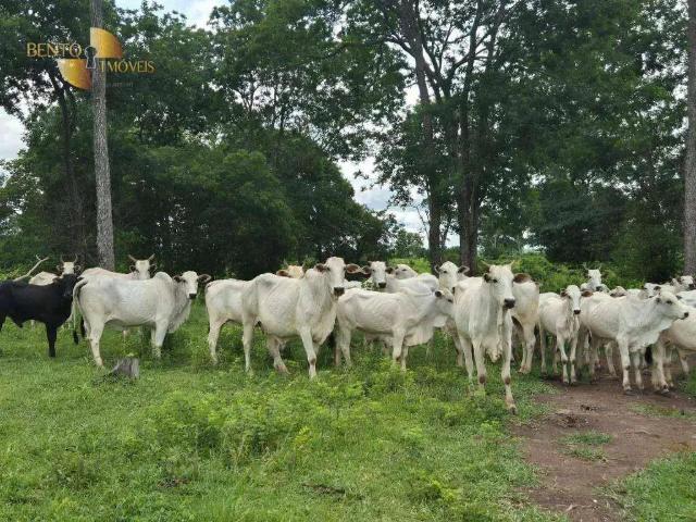 Fazenda para Venda em Acorizal/MT Zona Rural