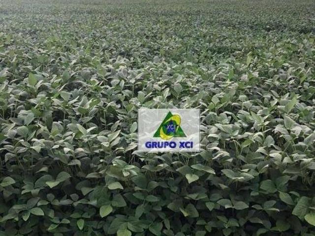 Fazenda para venda em Água Boa