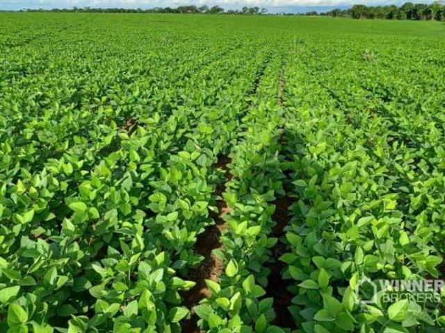 Fazenda para venda em Água Boa