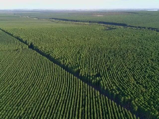 Fazenda para Venda em Água Clara/MS Zona Rural