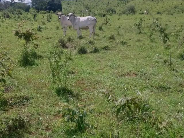 Fazenda para Venda em Água Fria de Goiás/GO Zona Rural